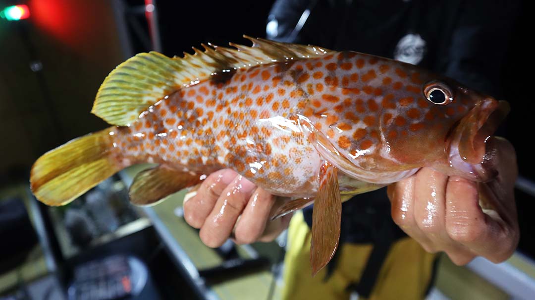 フィッシングDAYS | TVO テレビ大阪