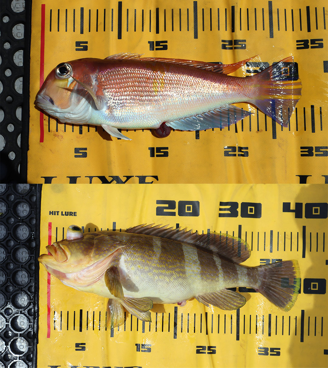 フィッシングDAYS | TVO テレビ大阪